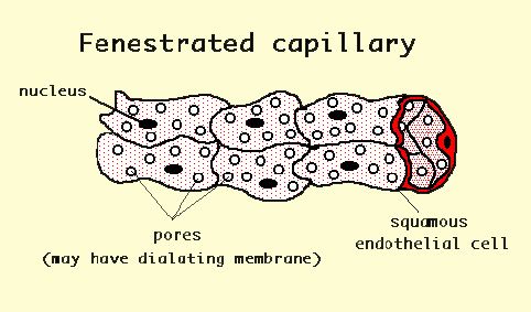 Vascular histology quiz part 4 - Medsynapses