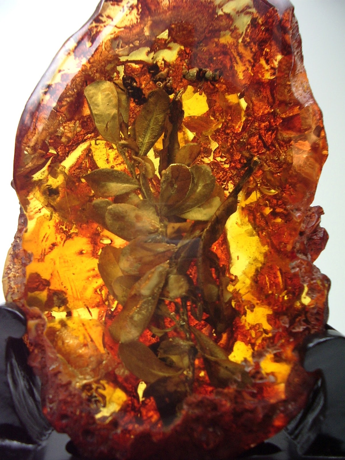 Consigli Preziosi: Ambra