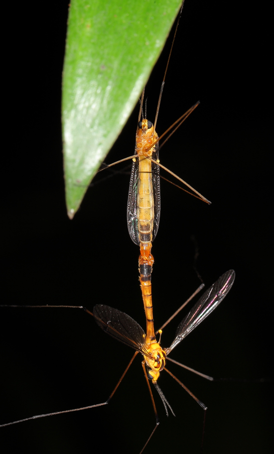 BunyipCo: November 2016