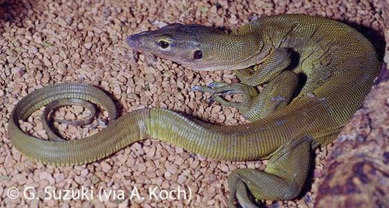 Jenis - jenis atau Macam - macam Varanidae / Varanus / Varanatic ...