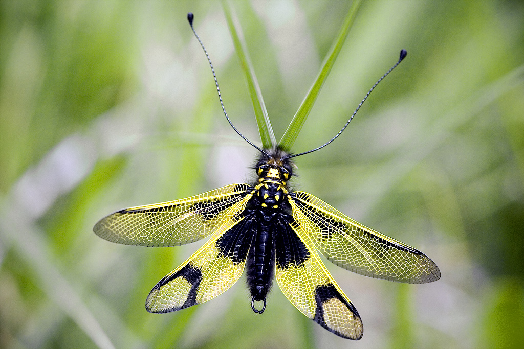 Invertebrados de Huesca: Libelloides longicornis (Linnaeus, 1764)