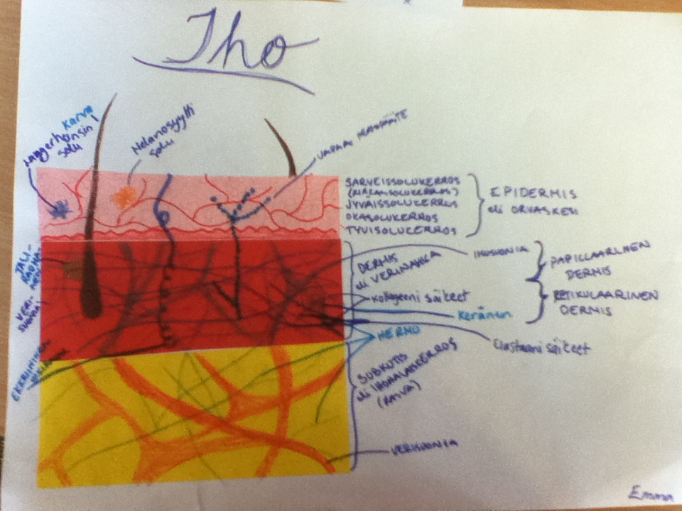 Kosmetiikkaneuvojaksi: 2013