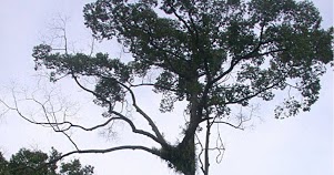 Openplants: Hopea sangal - a series of events across 2 years