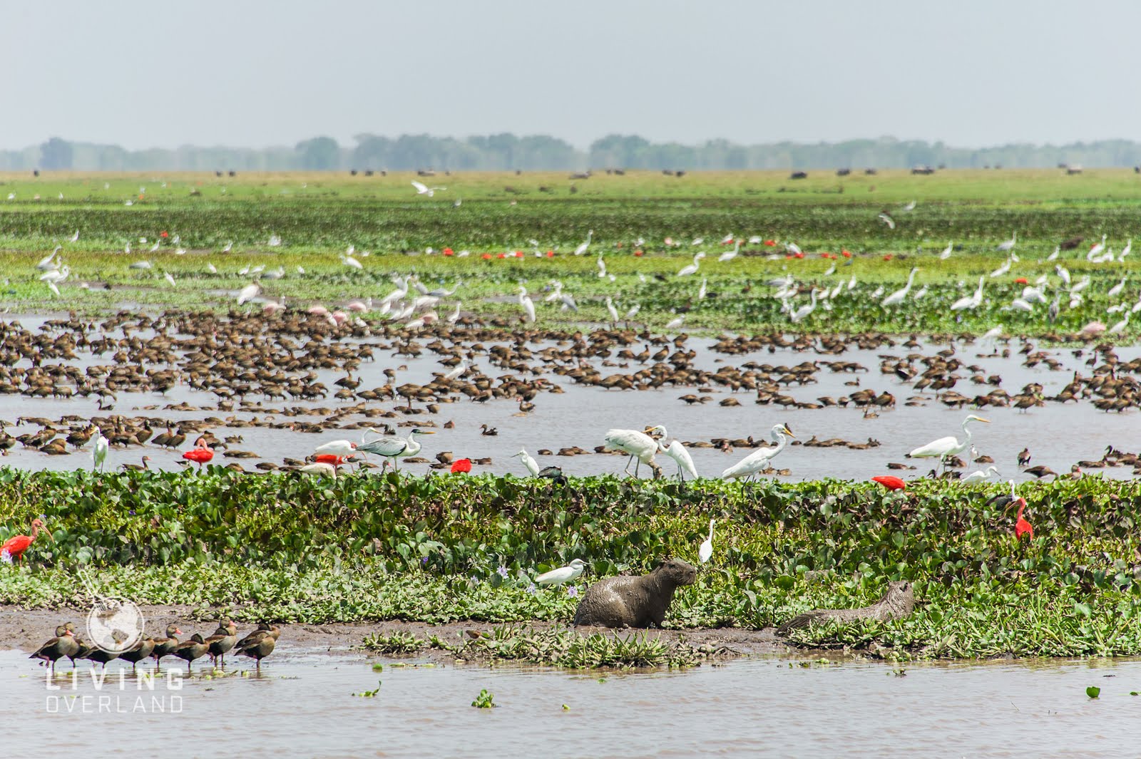 Traversing the Great Plains of Venezuela: Los Llanos
