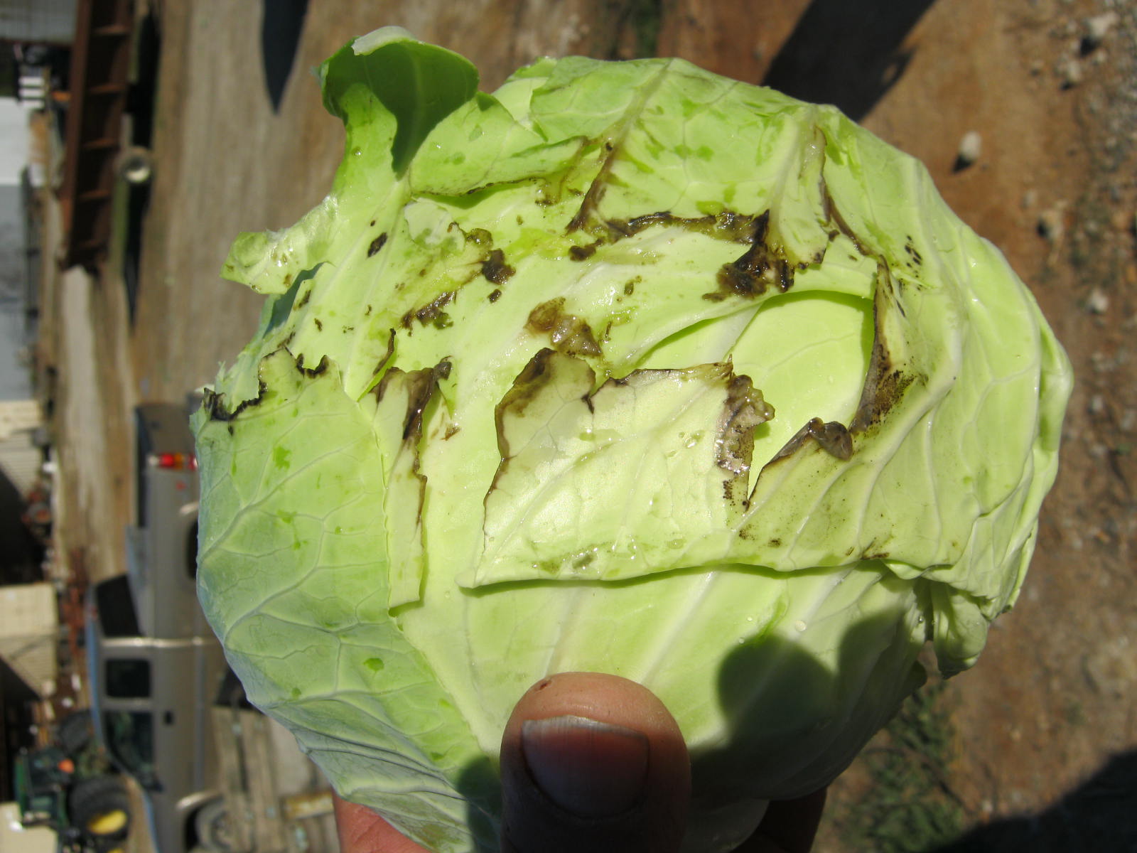 NCSU PDIC: Plug Up Your Nose! Bacterial Soft Rot Arrives in the Clinic