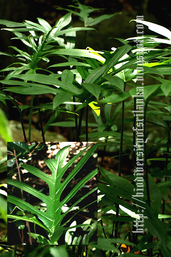 Biodiversity of Sri Lanka: කොහිල/ඇඟිලි කොහිල/මහ කොහිල[Kohila/Engili ...