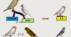 PENGERTIAN KENARI F F1 F2 AF DAN TIPS HASILKAN KENARI ANAKAN SUPER ...