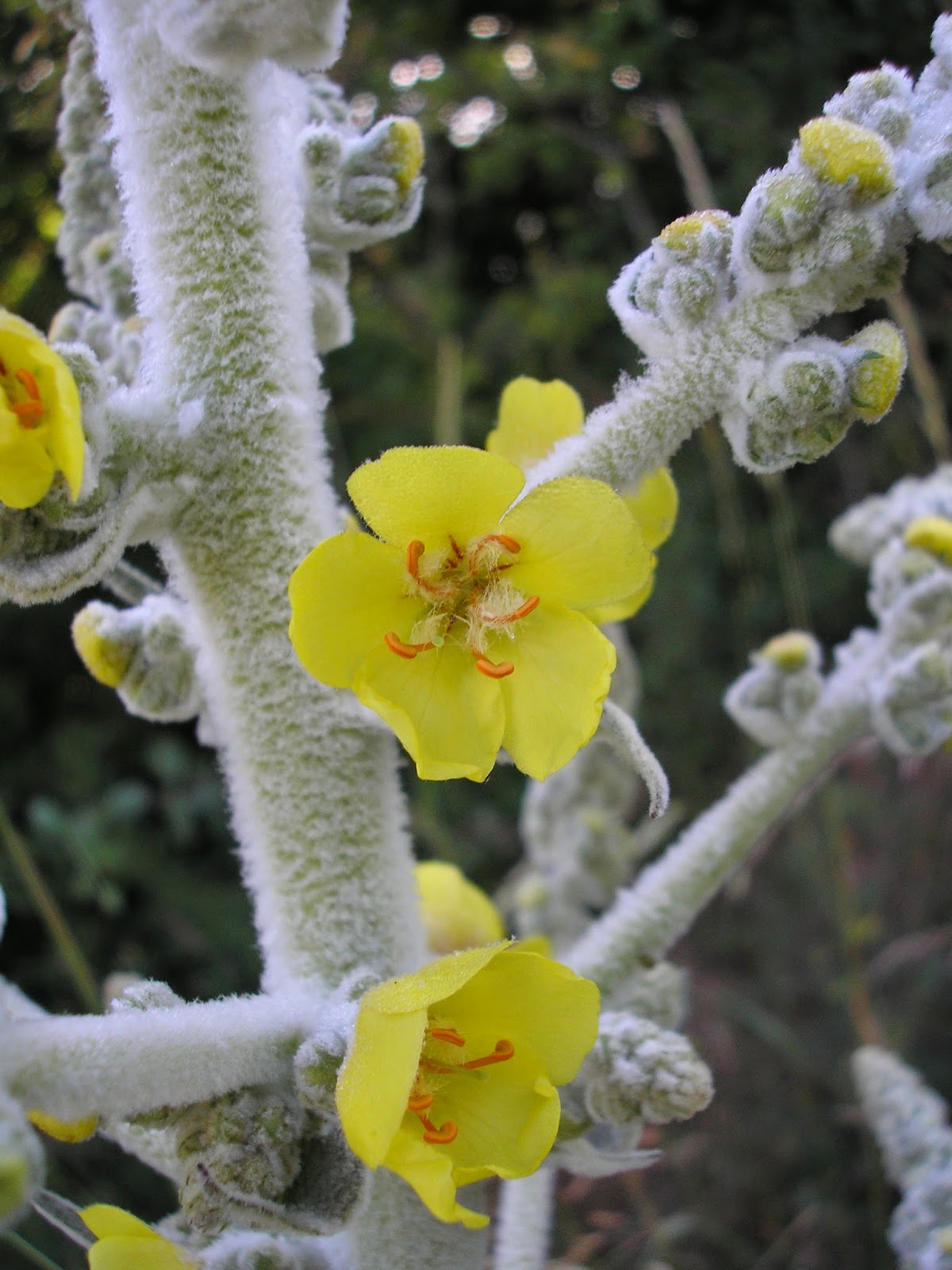Flora, Fauna y Fungi del Valle del Rudrón en Burgos: Gordolobo ...