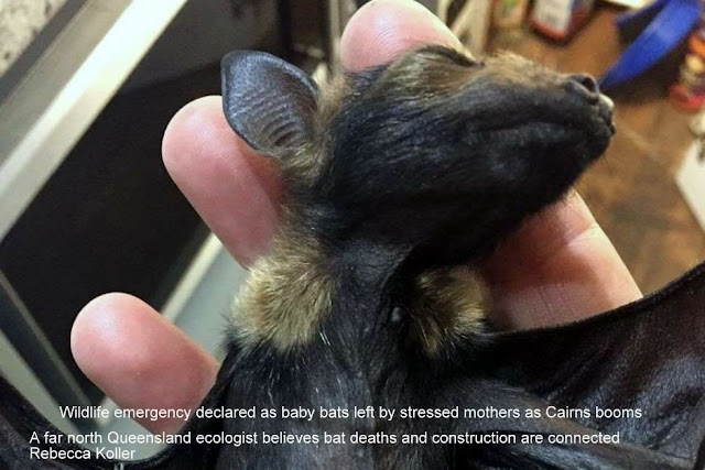 Wildlife emergency declared as baby bats left by stressed mothers as ...