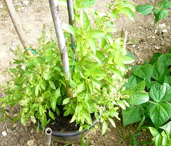 JARDINAGE Créer un Coin Potager en Terrain Rocailleux