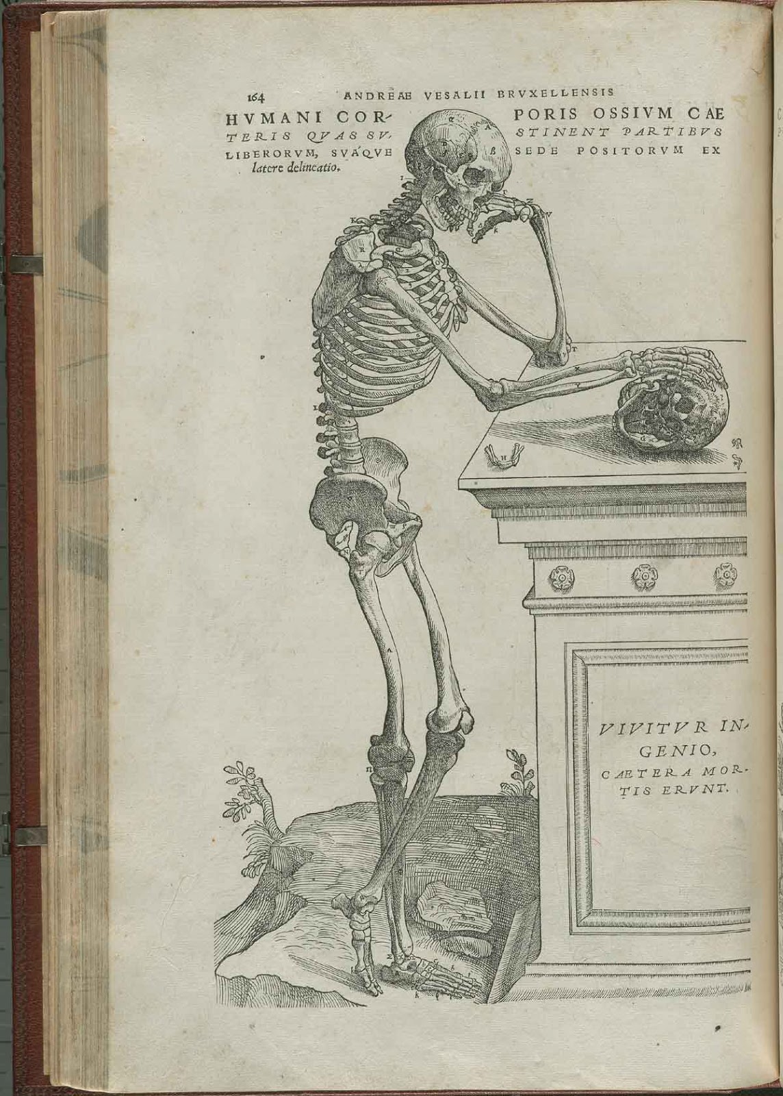 Notas para lectores curiosos: EL CUERPO COMO METÁFORA: ANDREAS VESALIUS