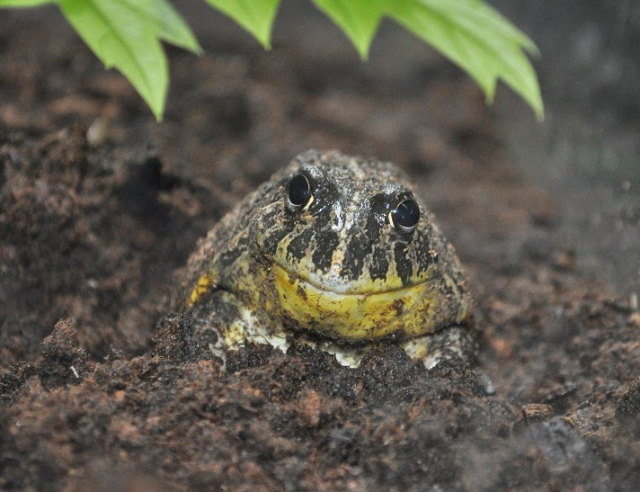 ZOOTOGRAFIANDO (6.100 ANIMALS): RANA TORO COMESTIBLE / EDIBLE BULLFROG ...