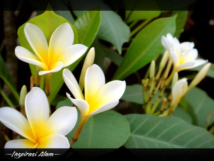 inspirasi alam: Apa Istimewanya Kemboja Berkelopak Genap...?