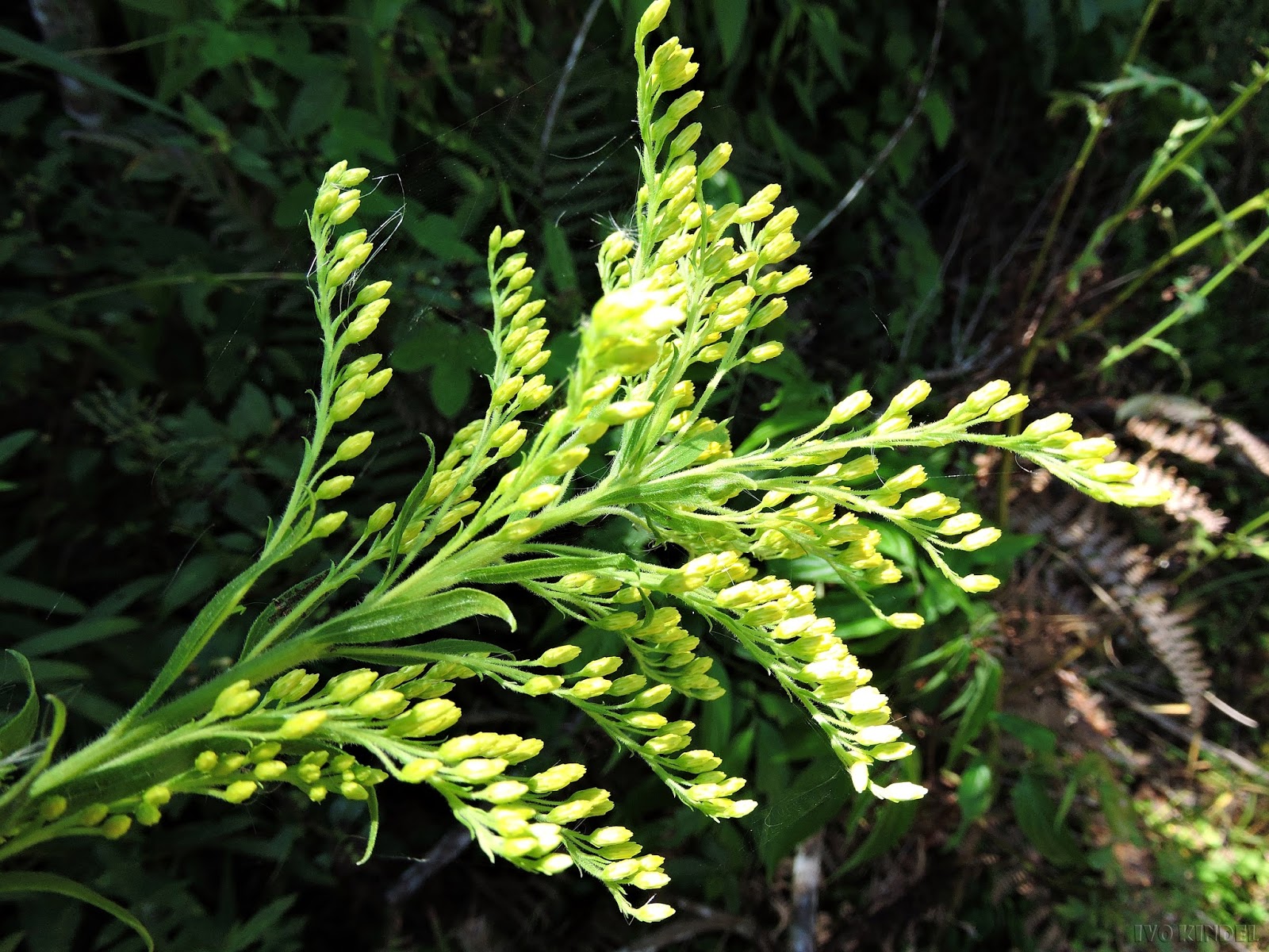 BUTZKE AGRÍCOLA E FLORESTAL - TAIÓ/SC: Solidago chilensis (Erva-lanceta)