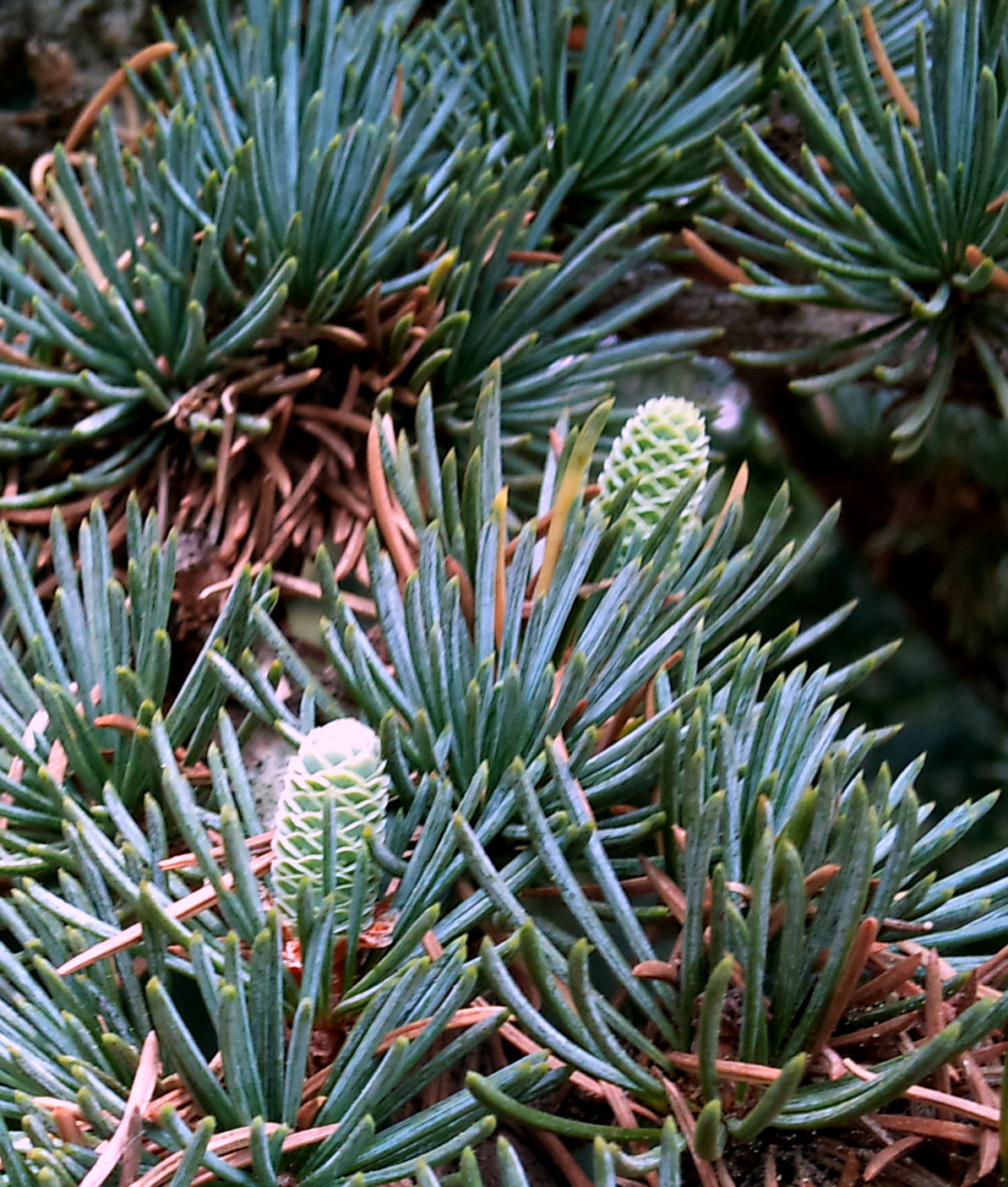 Árboles con alma: Cedro del Atlas. Cedre atlantic, (Cedrus atlantica)