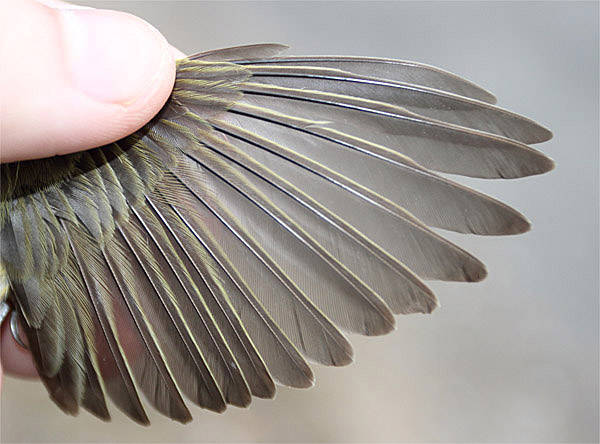 The Barley Birder: Botley Wood, Hampshire - 3rd April 2011