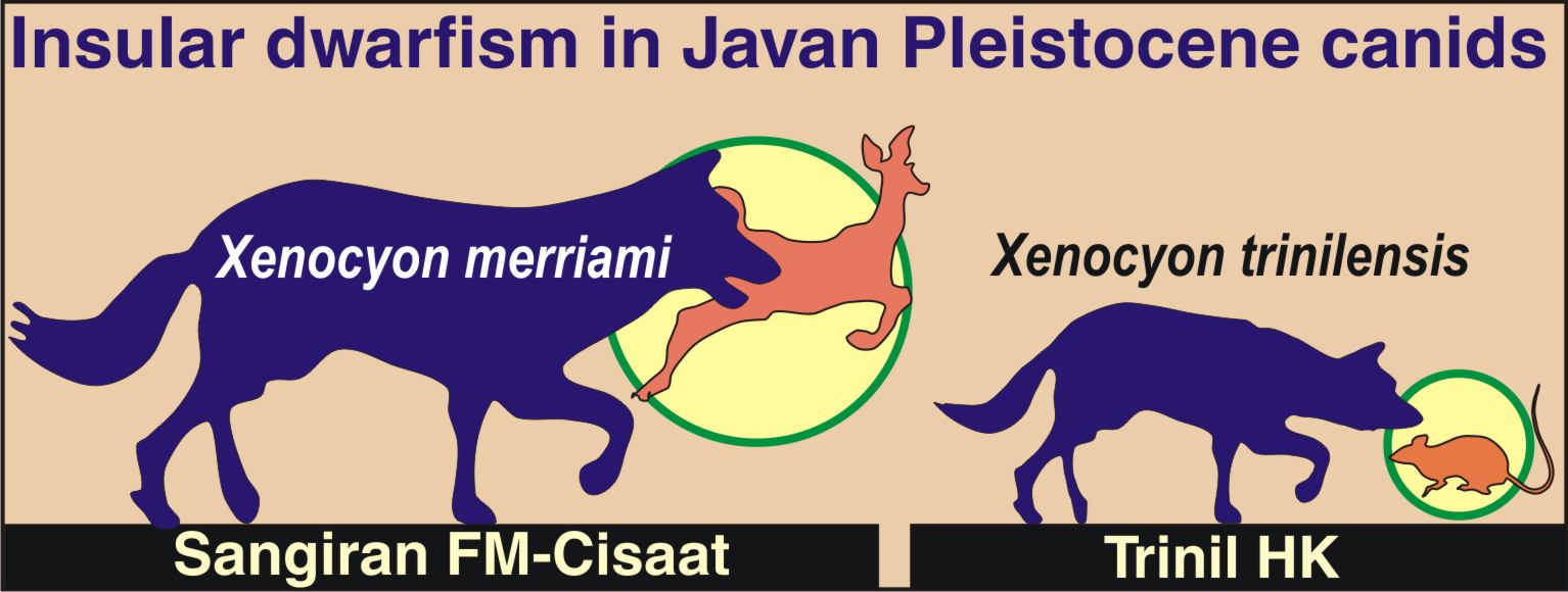 Insular Dwarfism and Gigantism: Javan Dwarf Wolf