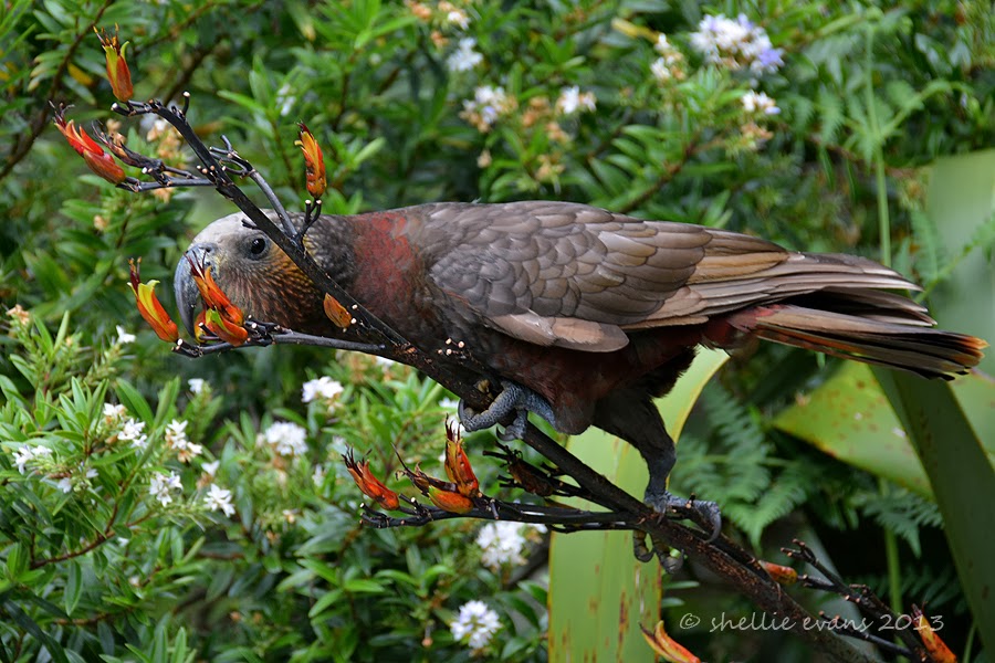 Two Go Tiki Touring: Pukaha Mount Bruce