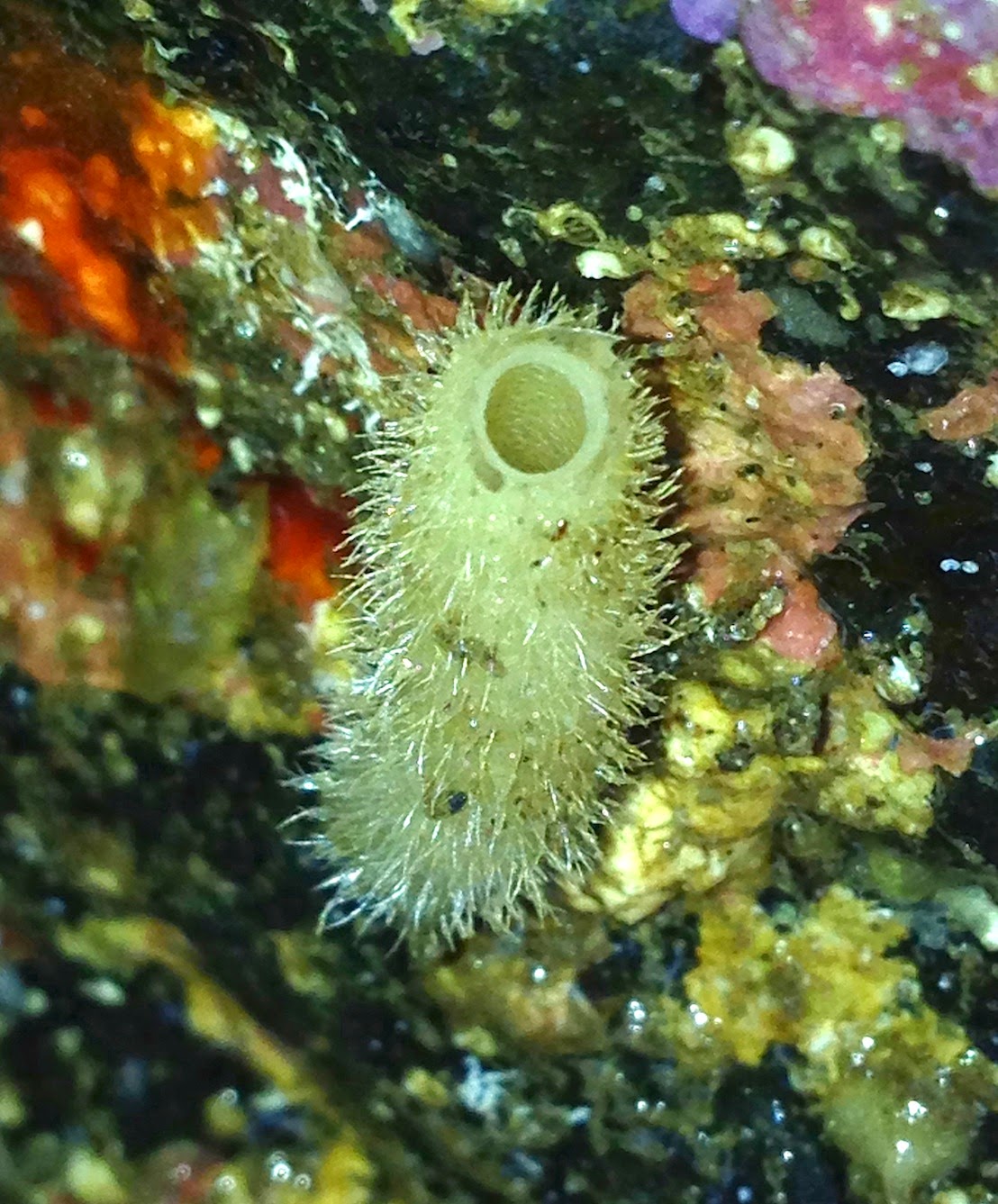 Rafael Microfauna Marina: Sycon sp