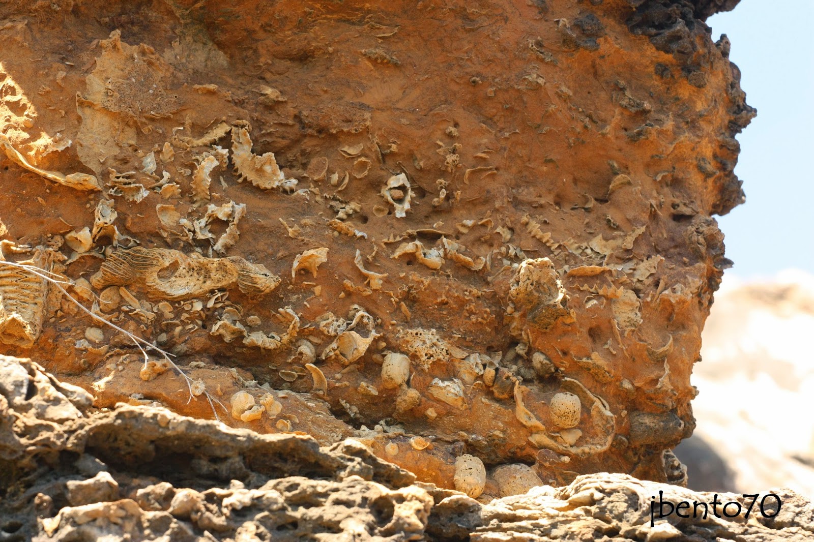 Birding Cascais: Calcários na Costa de Cascais.