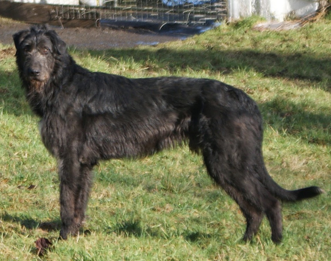 Irish wolfhound o Lobero irlandés