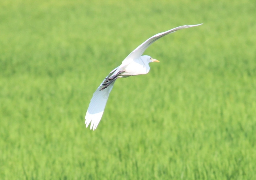 Birding at Puliyankudi! | My Travelogue - Indian Travel Blogger ...