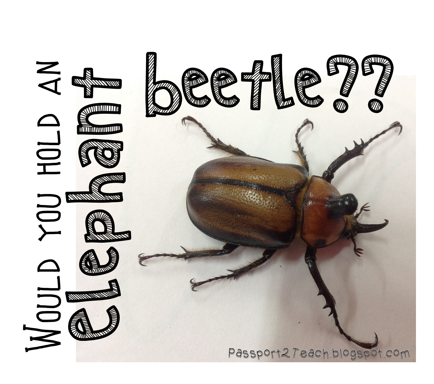 Passport2Teach: Top 3 Things I've Learned While Teaching About Insects!!