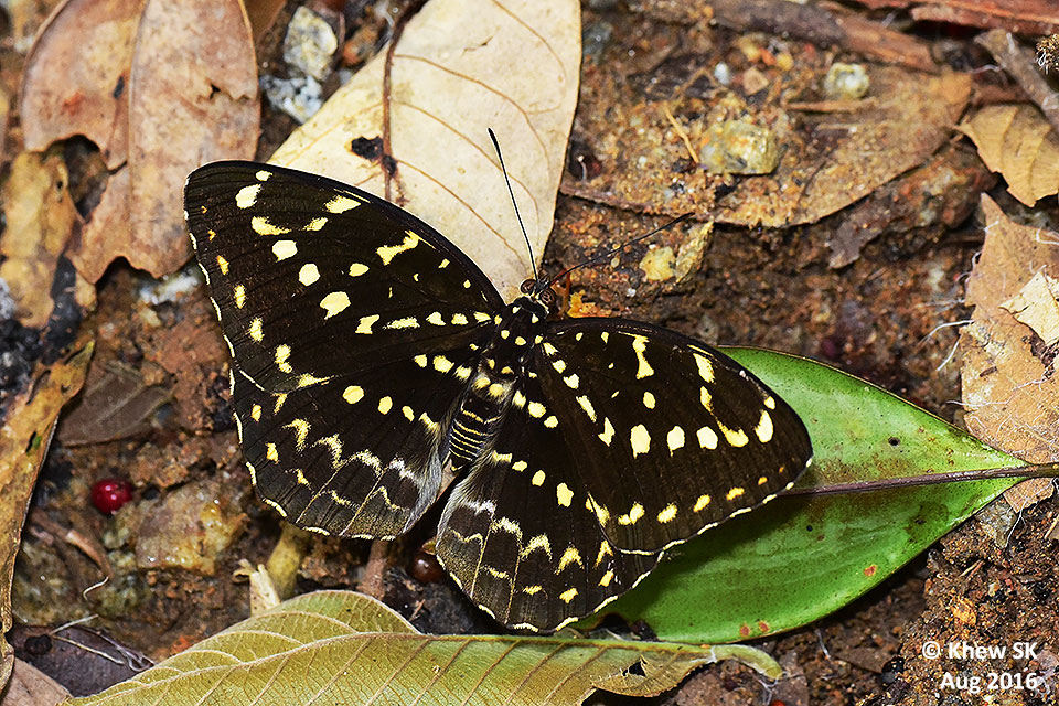 Butterflies of Singapore: Three Archdukes