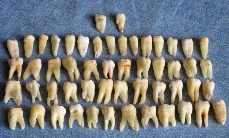 The Body Blog: Carnivore Kin