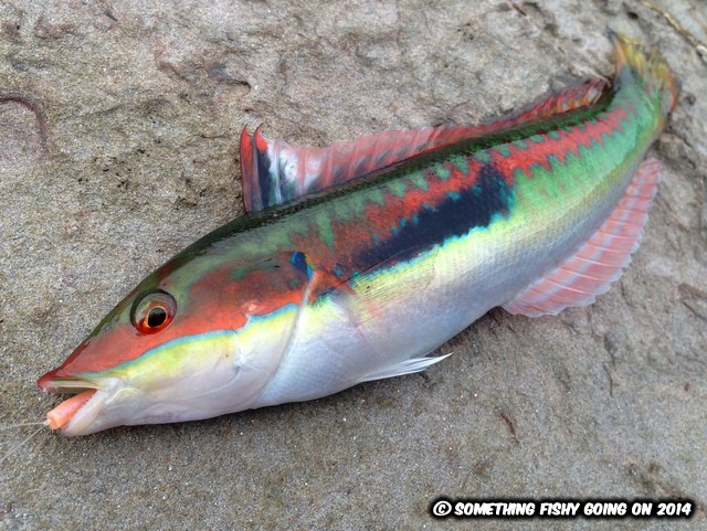 Something Fishy Going On: Species hunting adventures on Menorca : Part 1.