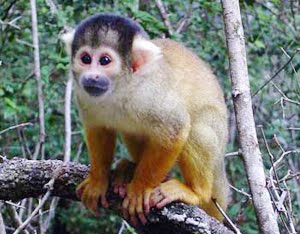 casal de l'esclat: Un mono de bolivia