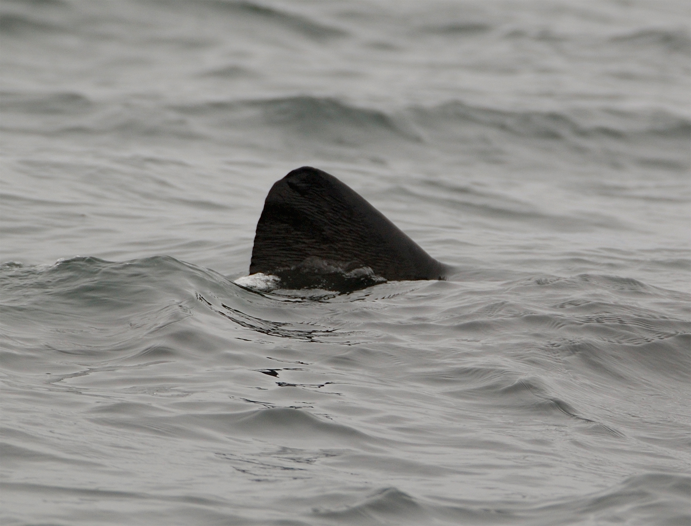 Scottish Wildlife Blog: Isle of Mull to the Isle of Muck