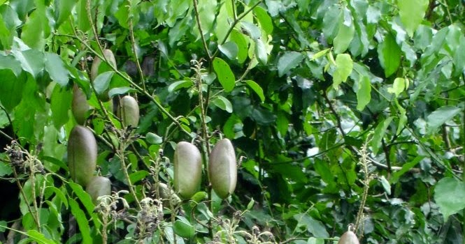 Tutto Salute: Griffonia: a cosa serve?