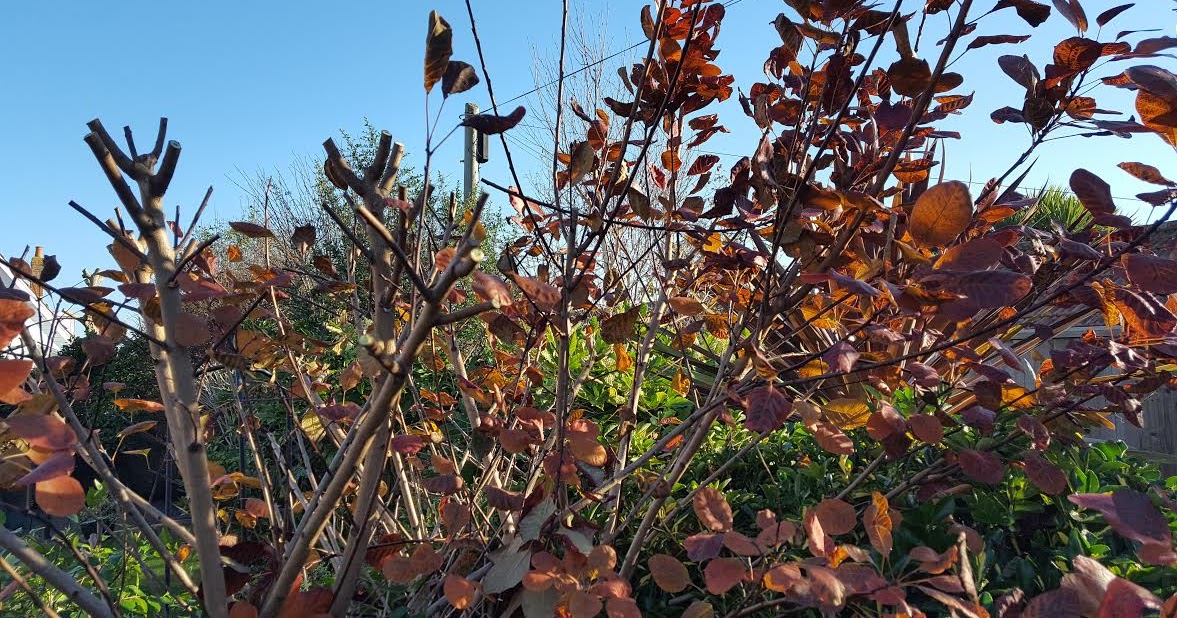 WHEN AND HOW TO PRUNE COTINUS COGGYGRIA 'VELVET CLOAK' |The Garden of Eaden