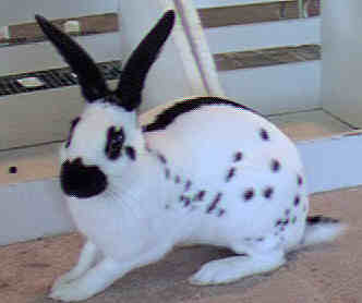 English rabbit SPOT - MY PETS
