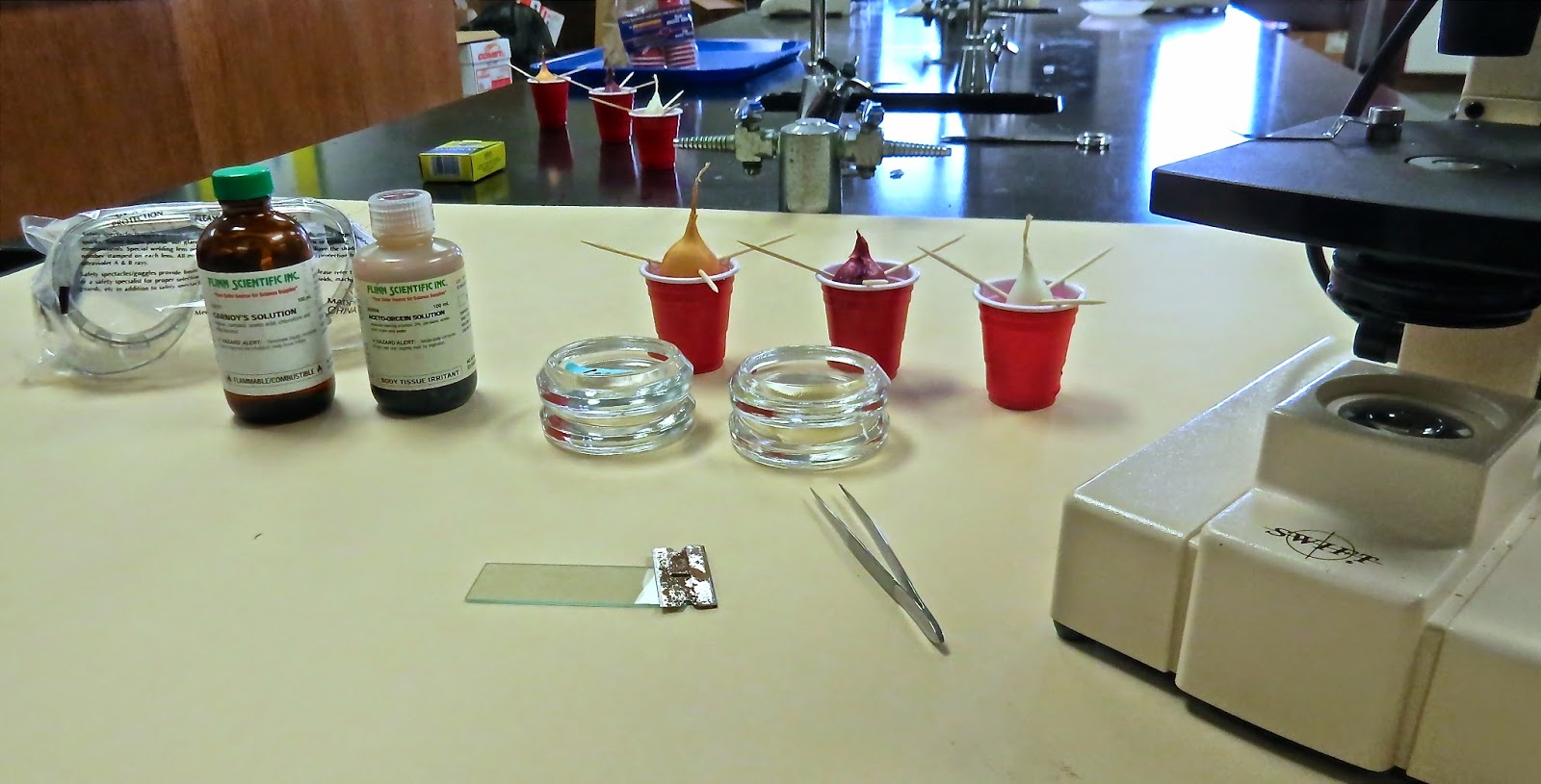 Amy Brown Science: Preparation of Chromosome Squashes