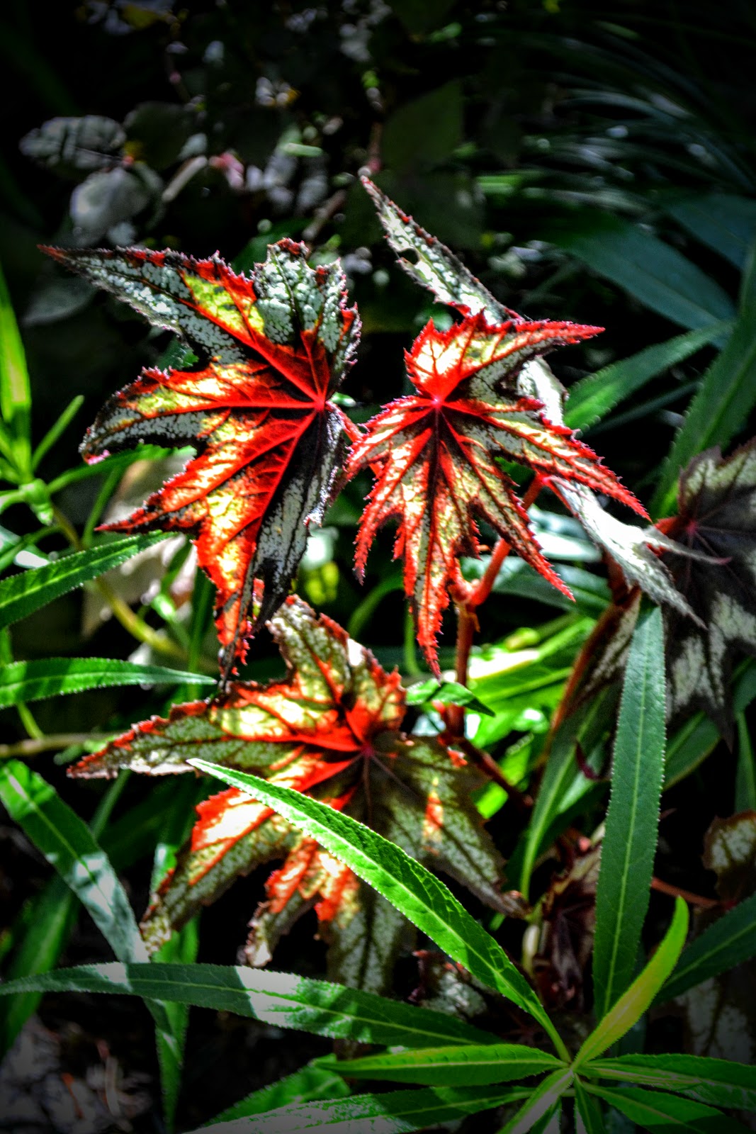 The Outlaw Gardener: What's Spiky, green, and Located in Portland?