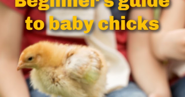 Beginner's guide to BABY CHICKS: What you need to know to get started ...