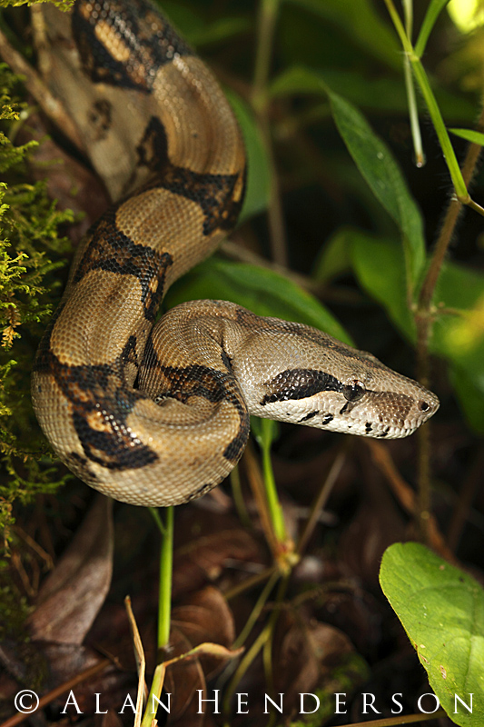 Minibeast Wildlife - Rainforest Encounters: Costa Rica - Week 3 Boa ...