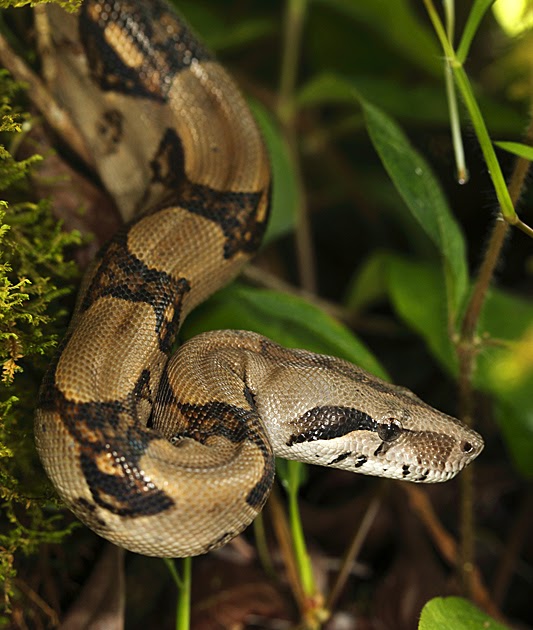 Minibeast Wildlife - Rainforest Encounters: Costa Rica - Week 3 Boa ...