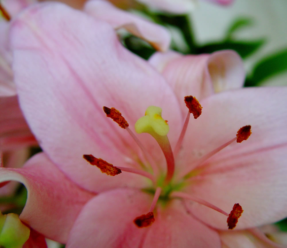 Imágenes de flores y plantas: Azucena