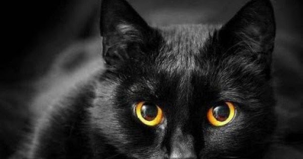 MENARIKNYA TENTANG KUCING HITAM - Fakta Kucing