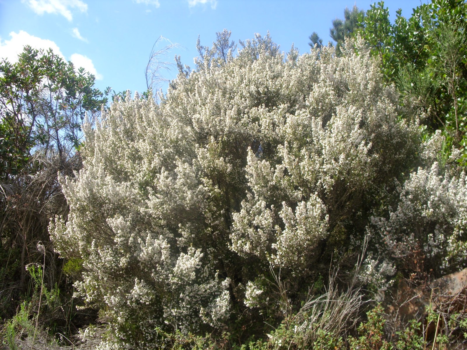 Jardim Autóctone: Urze-branca (Erica arborea)
