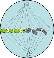 Tahap-tahap Pembelahan Sel- MITOSIS | Materi Pelajaran Biologi