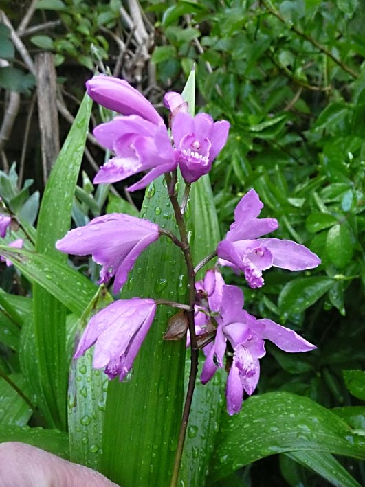 mycamerandme365: Chinese Ground Orchids.