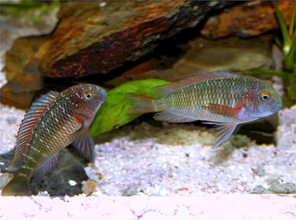 Tropheus'um: Tropheus Chaitika-Blue Rainbow