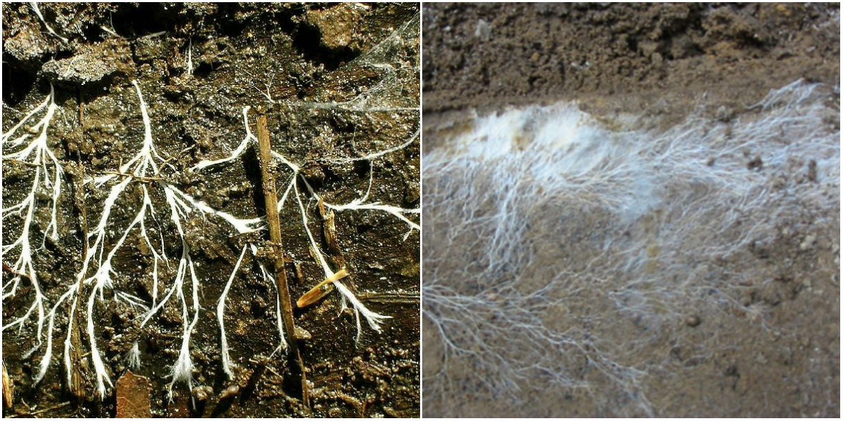 Creating Wonder - the Petrosains Blog: WOOD - Wide Web