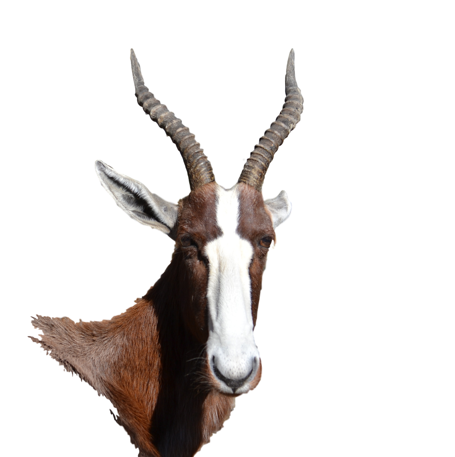Amazing Wild Animals: Bontebok Antelope