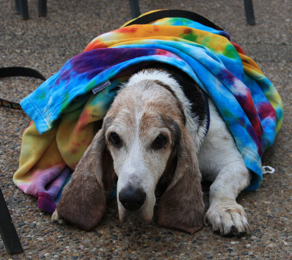 Jake's Takes: Basset Thoughts