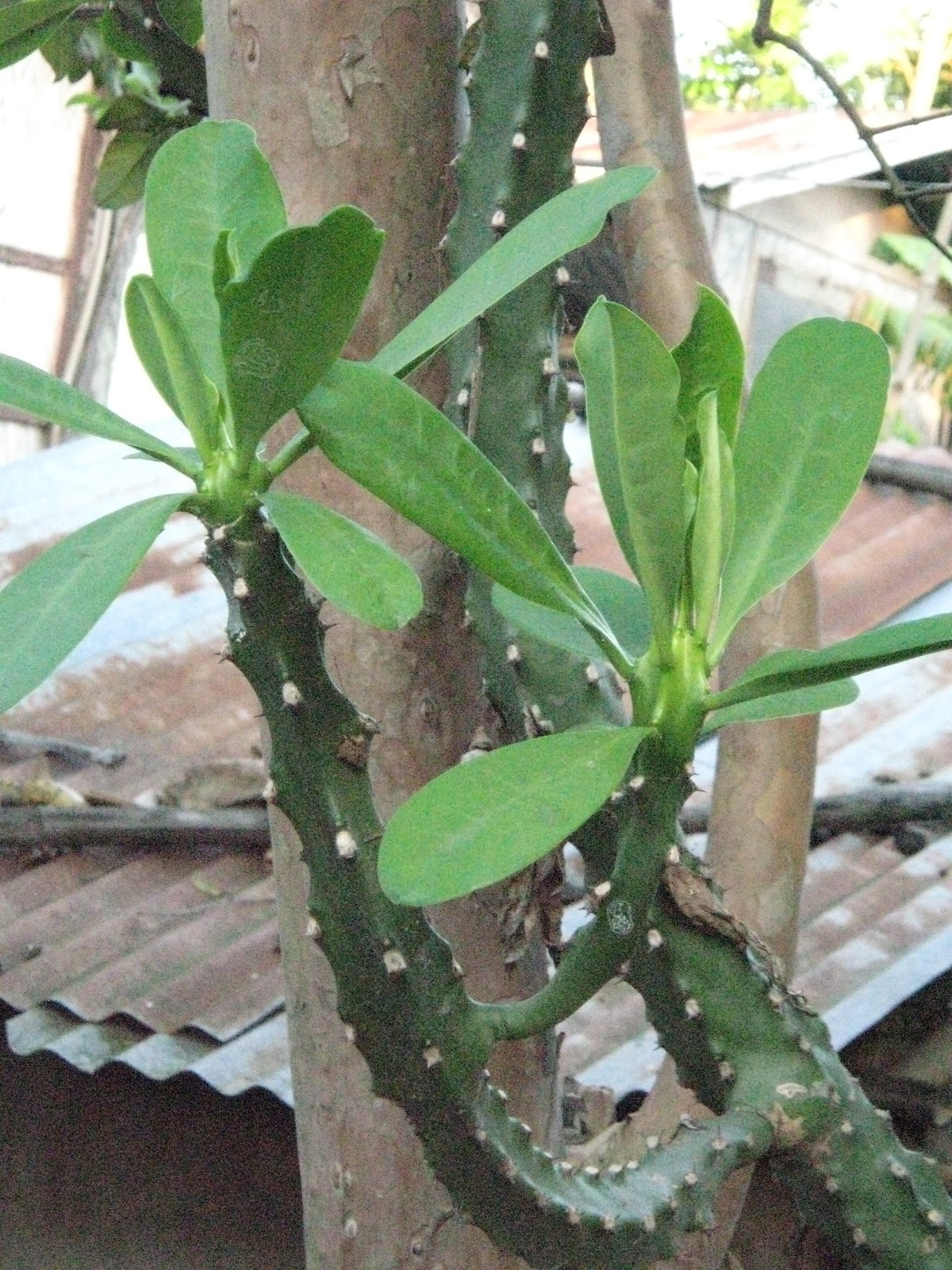 bucaio: February 2012